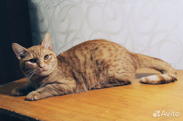 Фокс рыжий кот