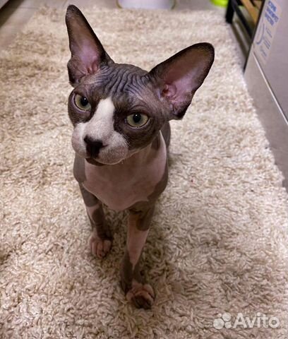 Канадский сфинкс