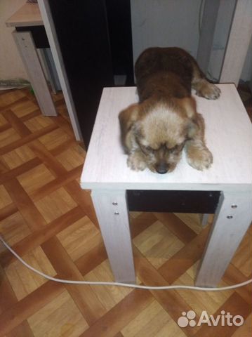 Щенок в добрые руки Таксёрик