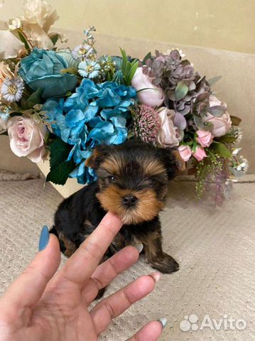 Йоркширский терьер щенки