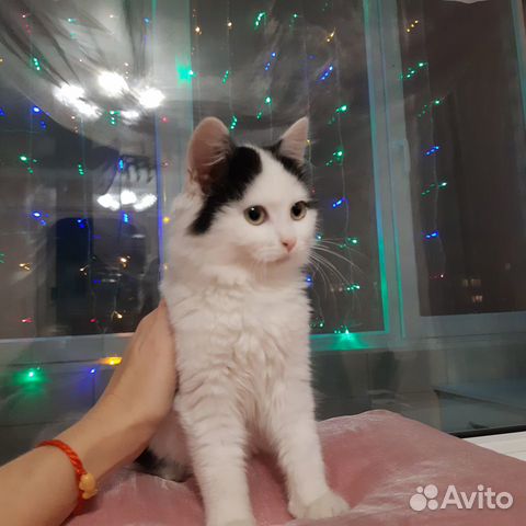 Пушистый котенок в дар