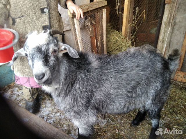 Молодой козлик