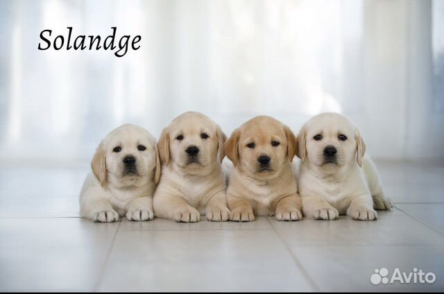 Щенки лабрадора