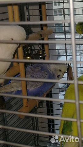 Попугай получех