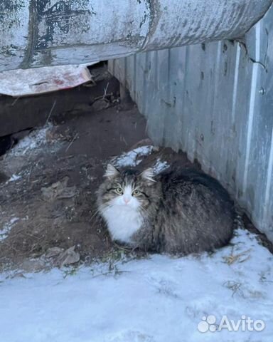 Кошка в добрые руки