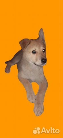 Щенок бежевый Фред