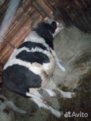 Бык и лошадь