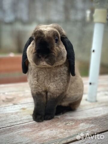 Декоративные кролики рекс вислоухие