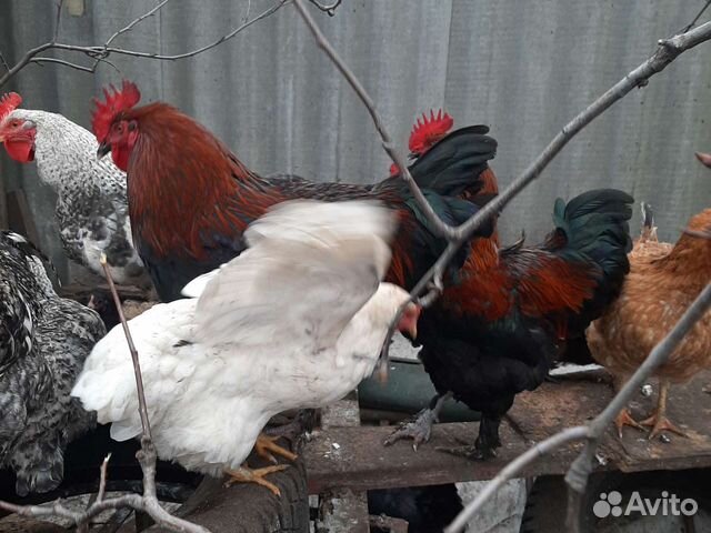 Петух маран