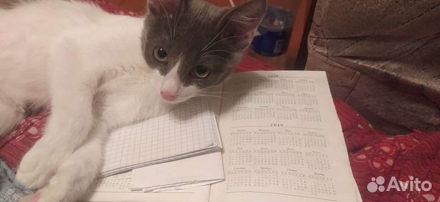 Британская вислоухая кошка, кот лопоухий тоже брит