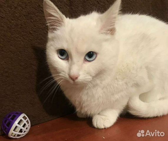Котенок Белла