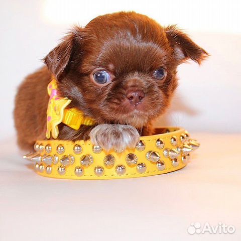 Мишка Шоколадмальчишка