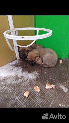 SOS замерзают голодные щенки