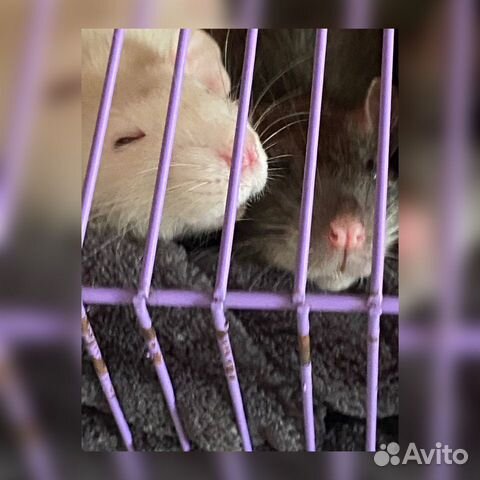 Отдам бесплатно двух крысок с клеткой