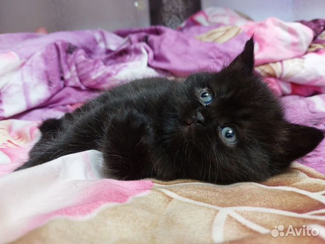 Котятки ребятки
