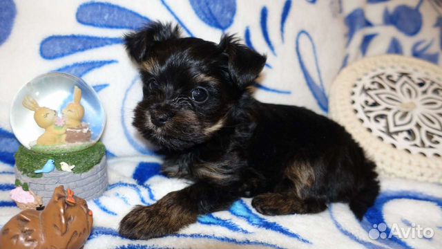 Цветной йорк, щенок - девочка