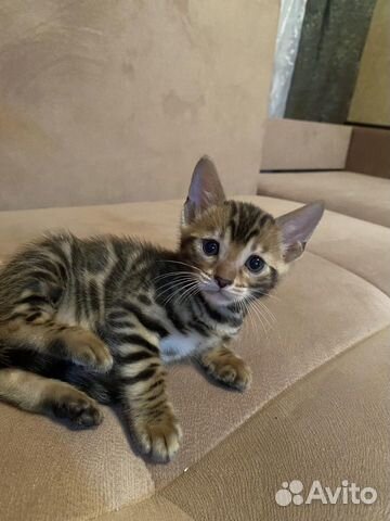 Бенгальские малыши котята