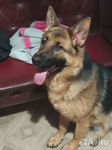 Немецкая овчарка