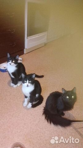 Котята 5мес