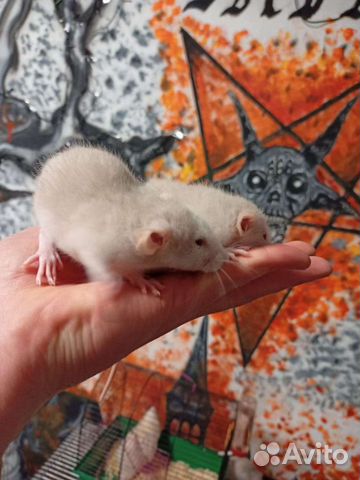 Крыса дамбо бесплатно