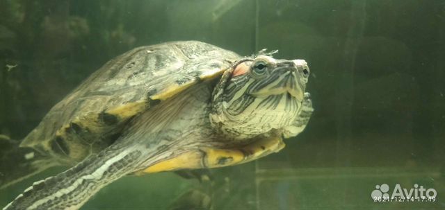 Красноухая черепаха