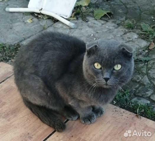 Кот шотландец 3 года