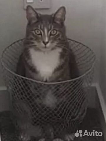 Кот