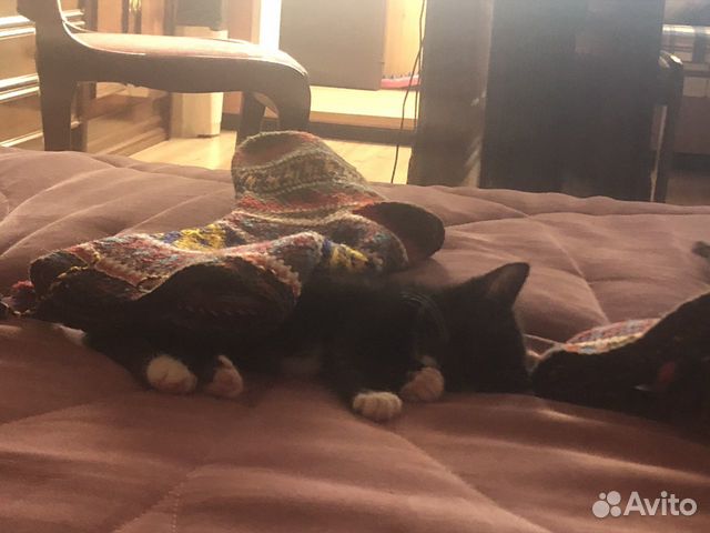 Котёнок Яша ищет дом и доброго хозяина бесплатно