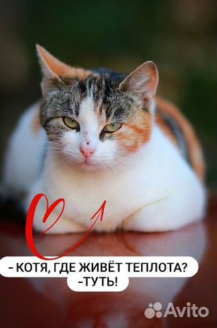 Трехцветная красивая кошечка
