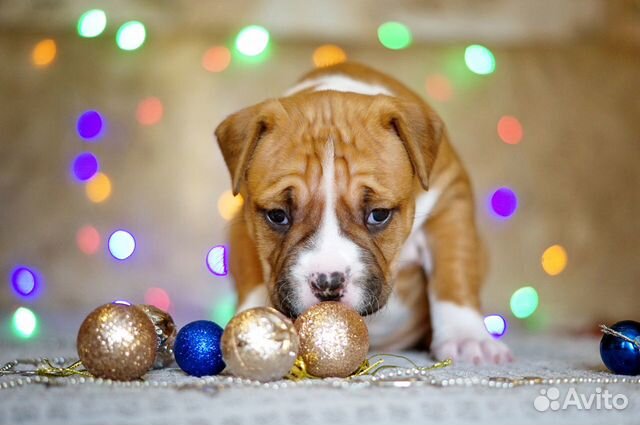 Американский стаффтерьер. Детки