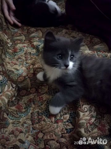 Котенок девочка