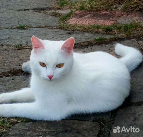 Кот безпородистый