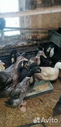 Утки индийский бегунок