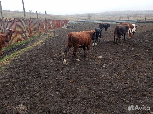 Молодяк Крс