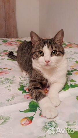 Кошечка Маруся