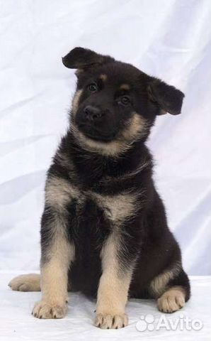 Восточноевропейская овчарка