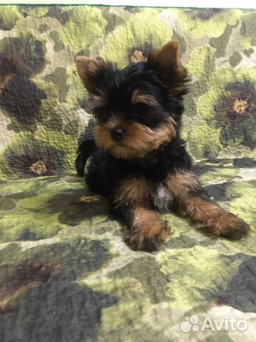 Йоркширский терьер девочка