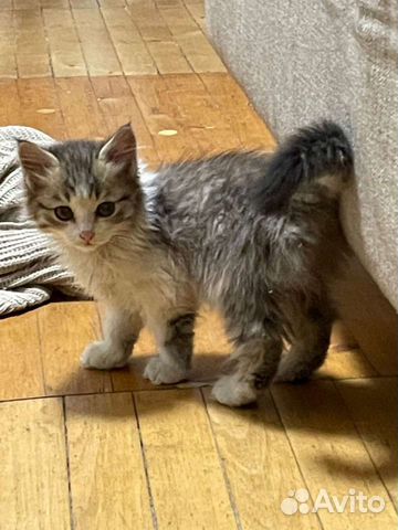 Нашли котёнка и ищем дом