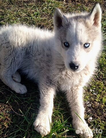 Сибирский хаски