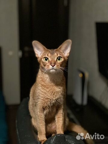 Аббисинские котята мальчики