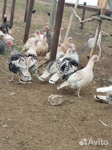 Индюки домашние