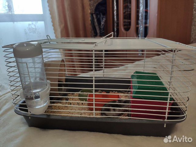 Джунгарики с клеткой(2 девочки)