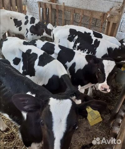 Бычки с доставкой 55