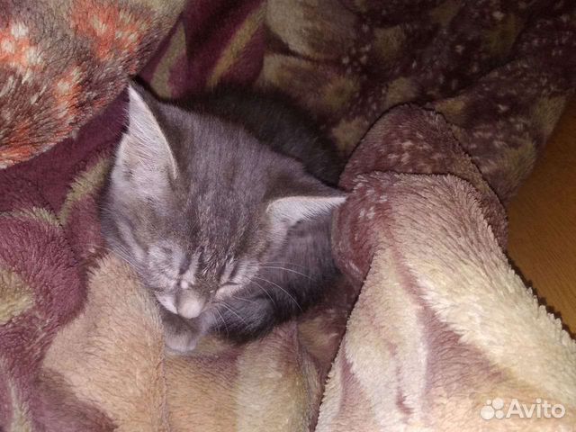 Кошка