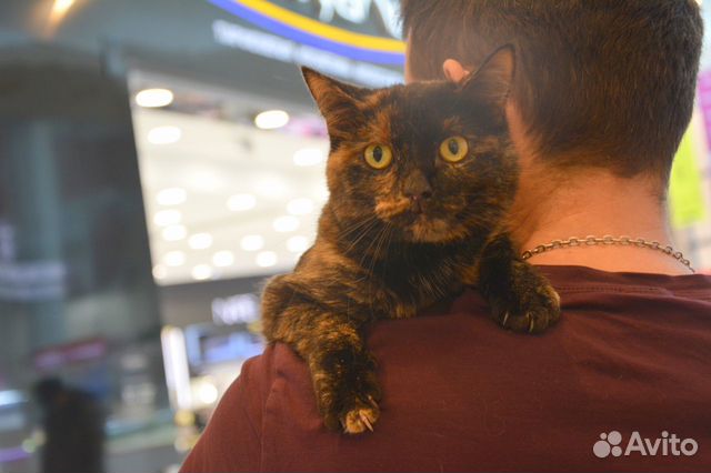 Нежная кошечка Кассиопея в добрые руки