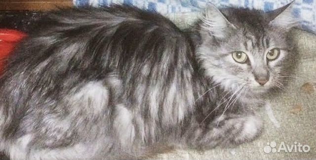 Кошка Глаша