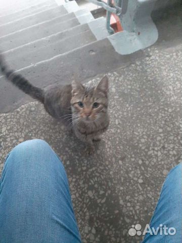 Котик подросток срочно ищет дом
