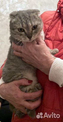 Шотландка Лолочка настоящее сокровище