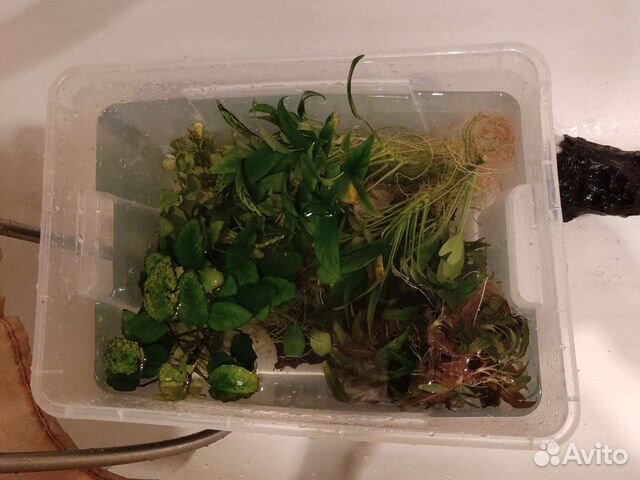 Анубиас нана, ланцетный + криптокорина