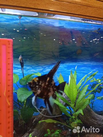 Рыбки скалярии